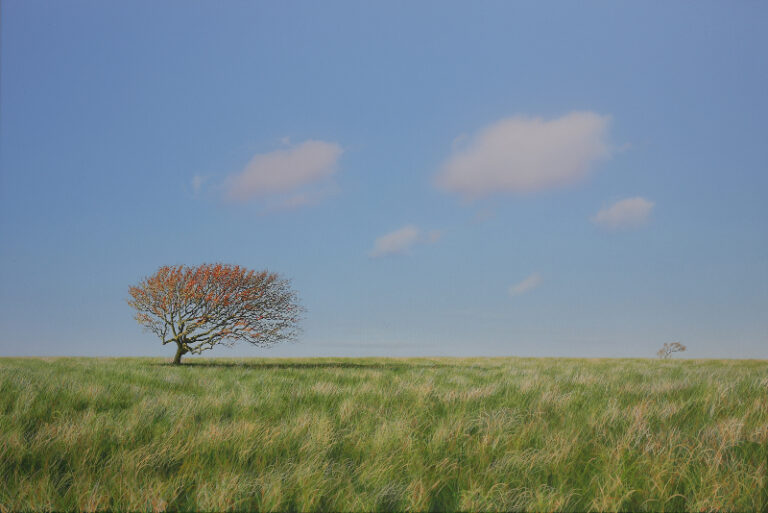 gallery | Nigel Wood